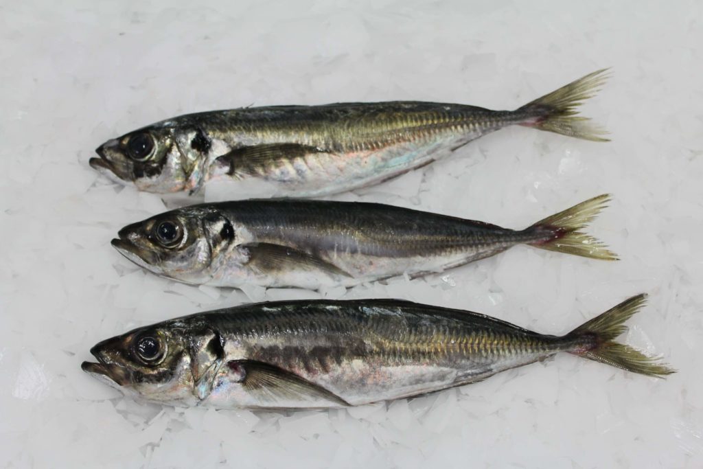 Jurel (Trachurus trachurus) – Riveira Peixe Fresco